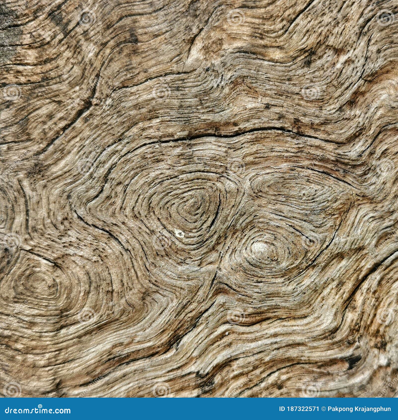 Old Wood Resembles a Beautiful Spiral. Stock Image - Image of floor ...