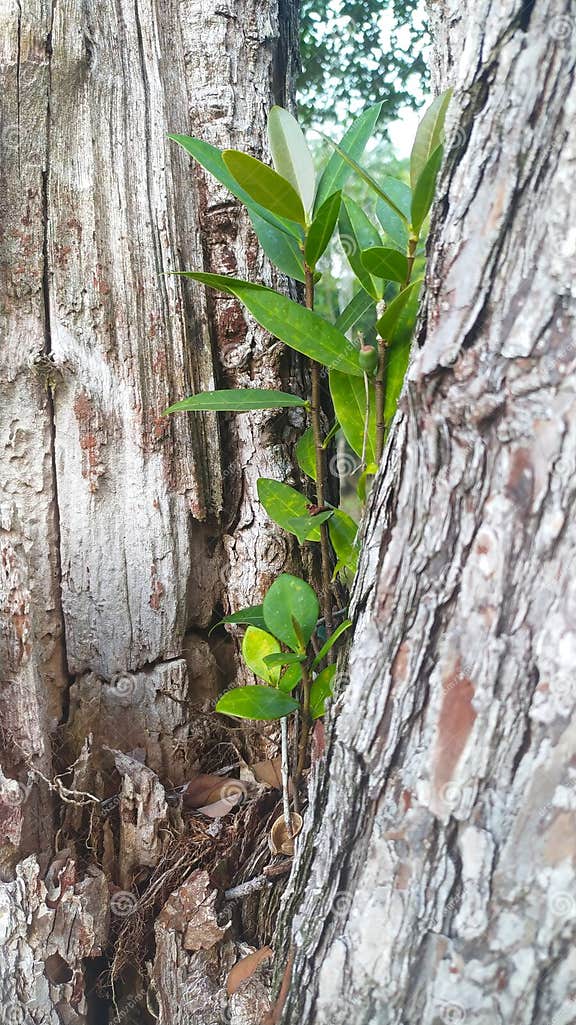 Old Wood with a Sapling Growing in the Middle - Rough Bark Stock Photo ...