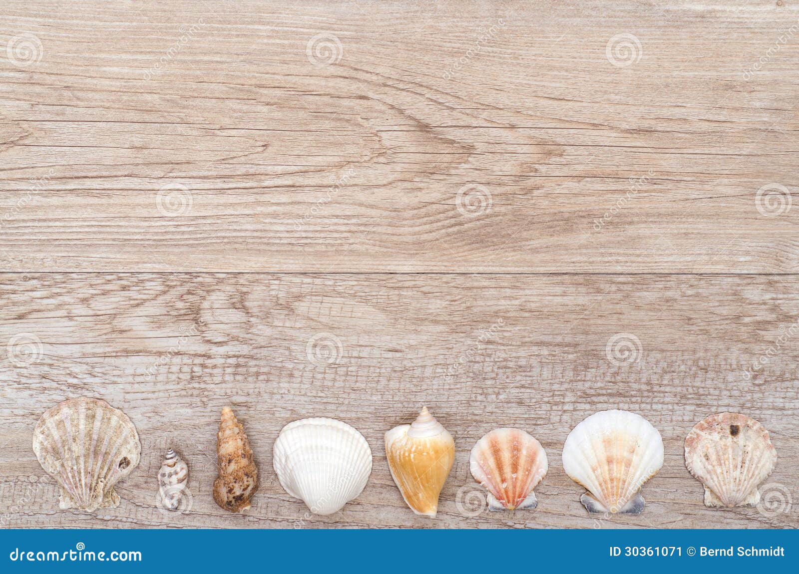 Old wood with sea shells stock image. Image of texture - 30361071