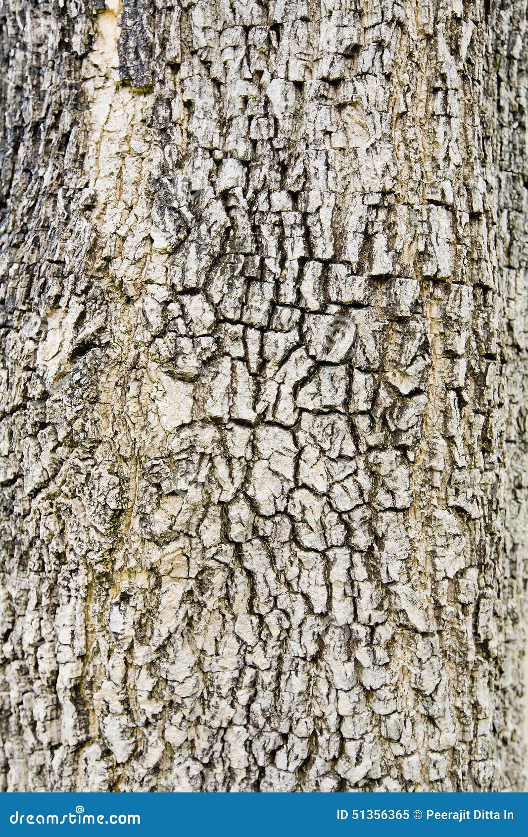 Old Wood. Seamless Tileable Texture. Stock Image - Image of line ...