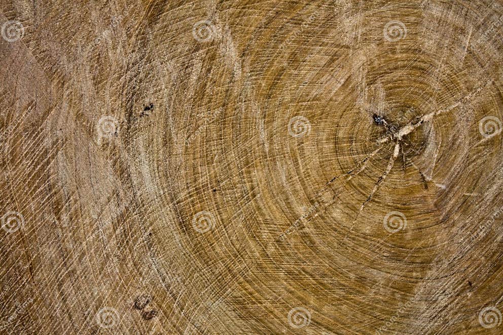 Old wood slice texture stock image. Image of fell, cherry - 6963067