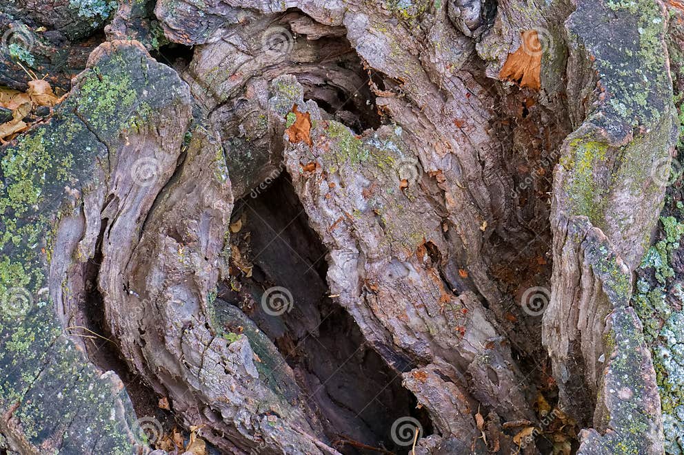 Wood, Pattern, Background, Rings, Nature, Old, Park, Tree, Botan Stock ...