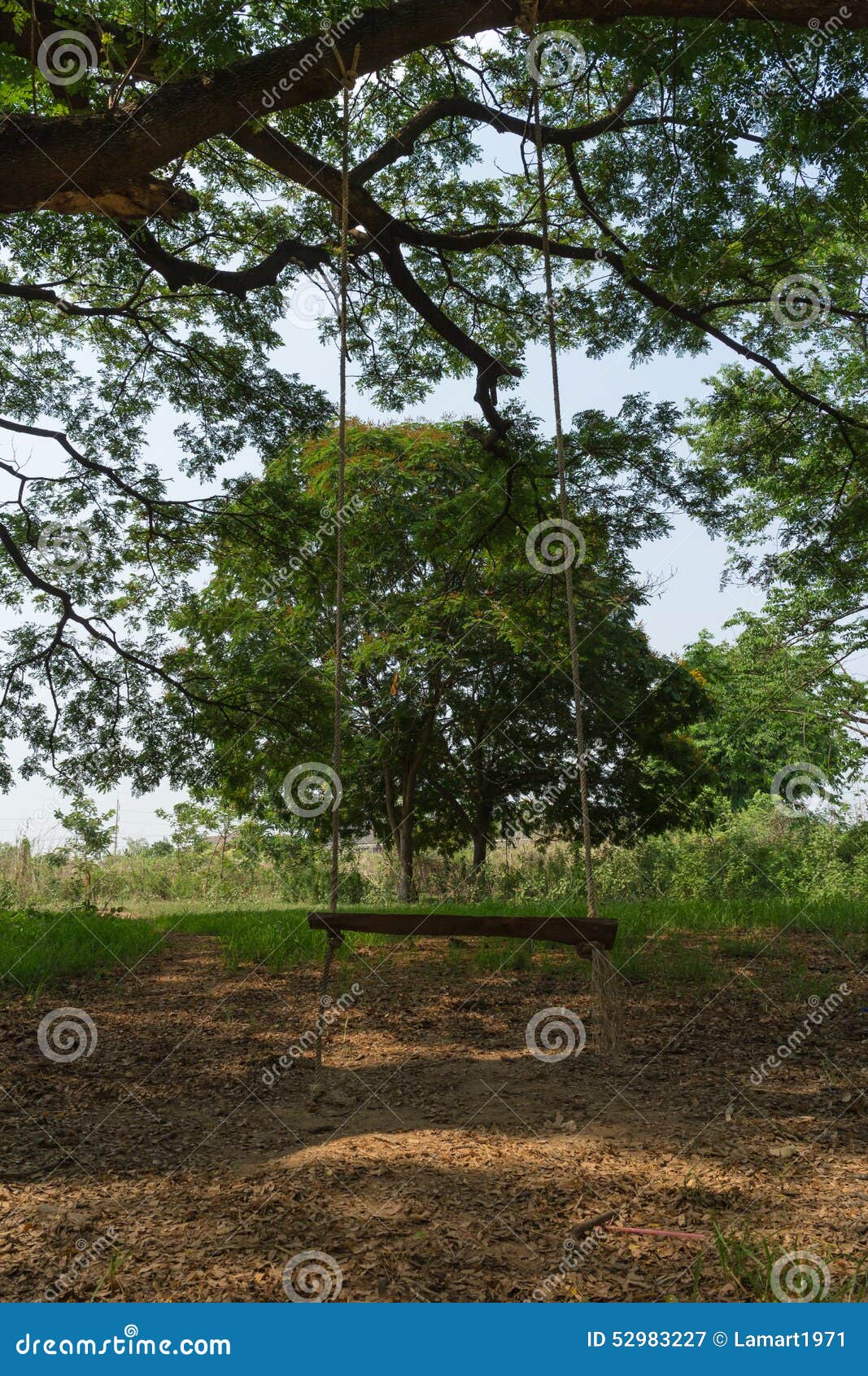 An Old Wood Swing Hanged on a Tree Branch Stock Image - Image of ...