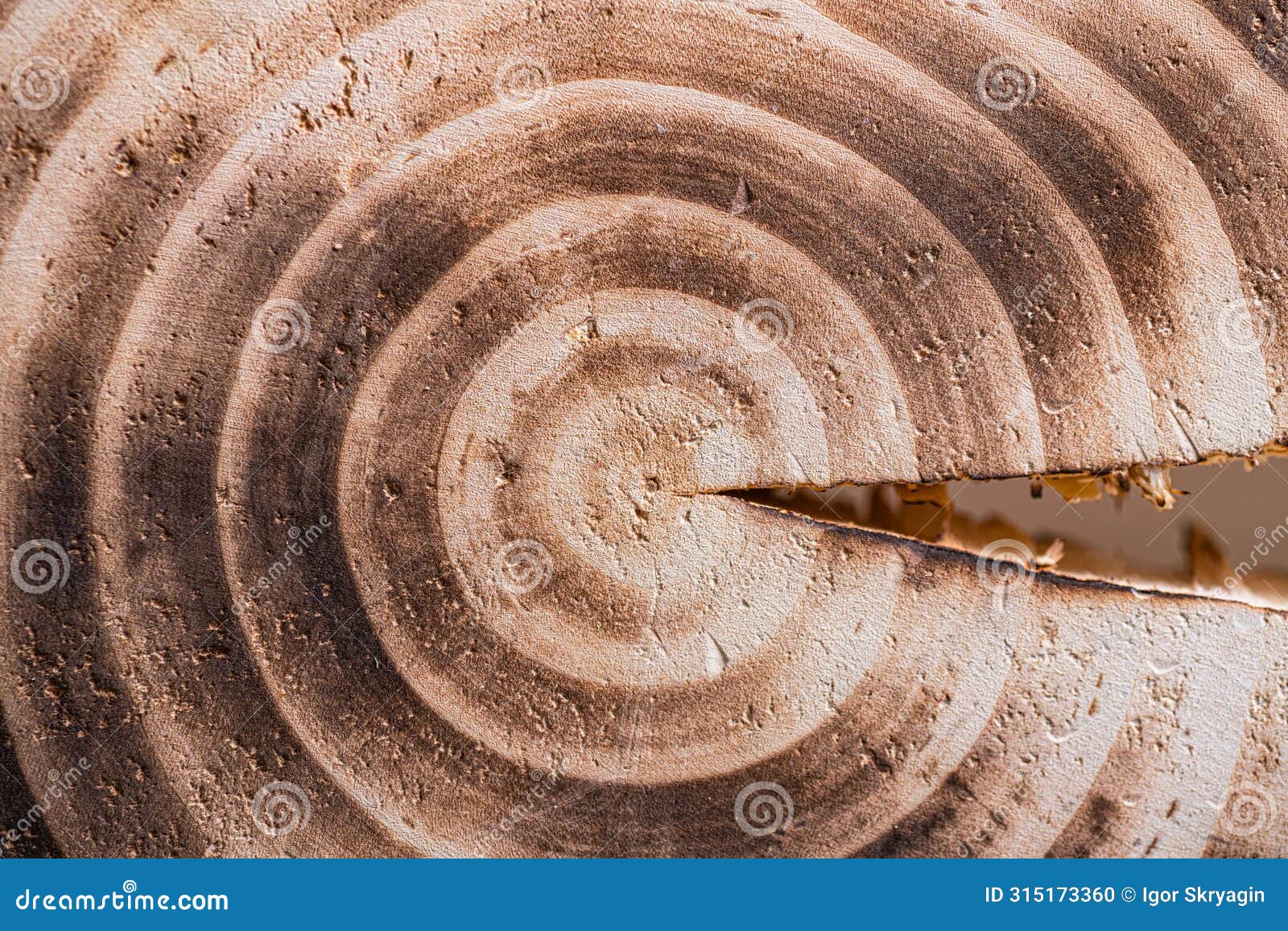 Old Wood Texture Background, Tree Rings Stock Photo - Image of slice ...