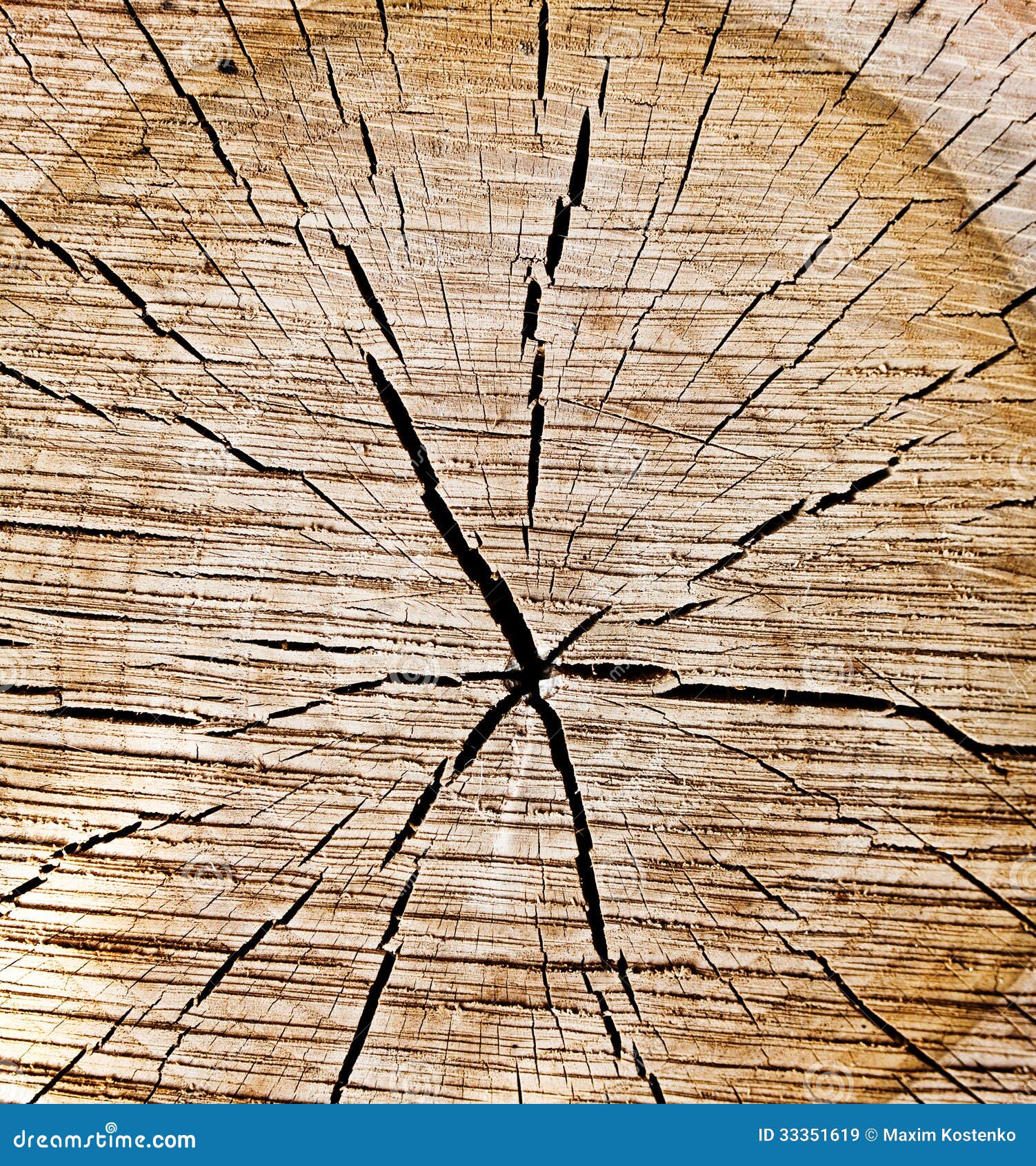 Old Wood Texture of Cut Tree Trunk Stock Image - Image of construction ...