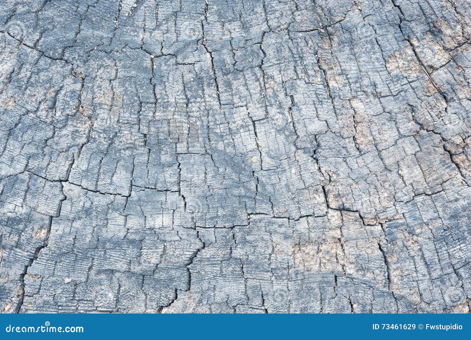 Old Wood Texture of Cut Tree Trunk for Text and Background Stock Image ...