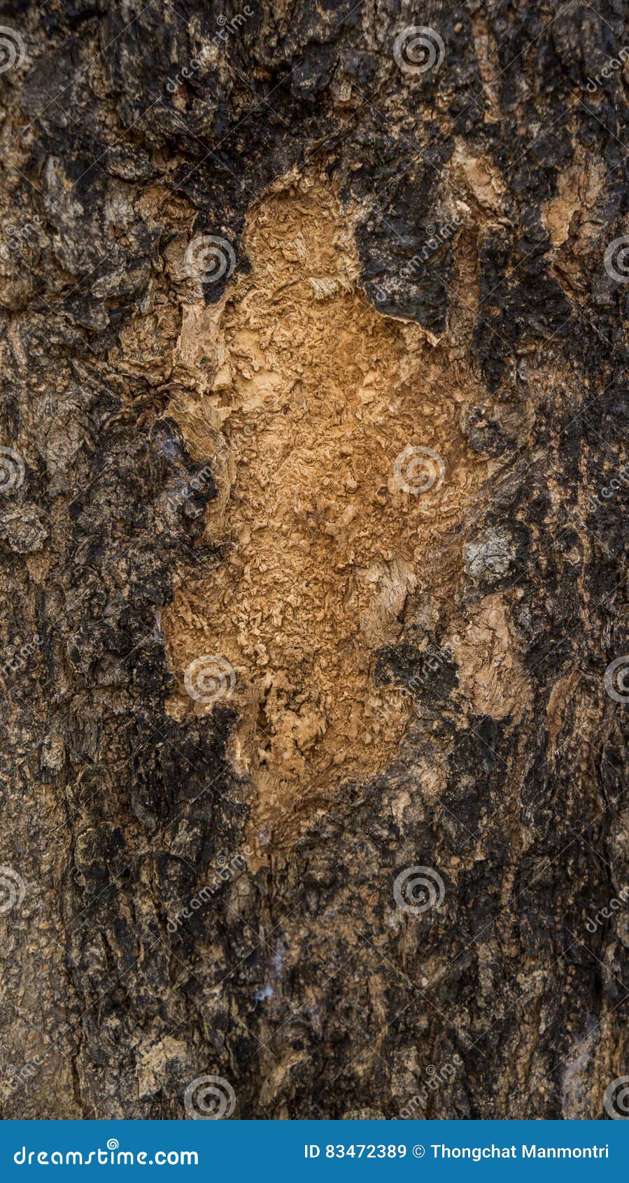 Old Wood Texture, Died Tree, Dead Tree Stock Image - Image of surface ...