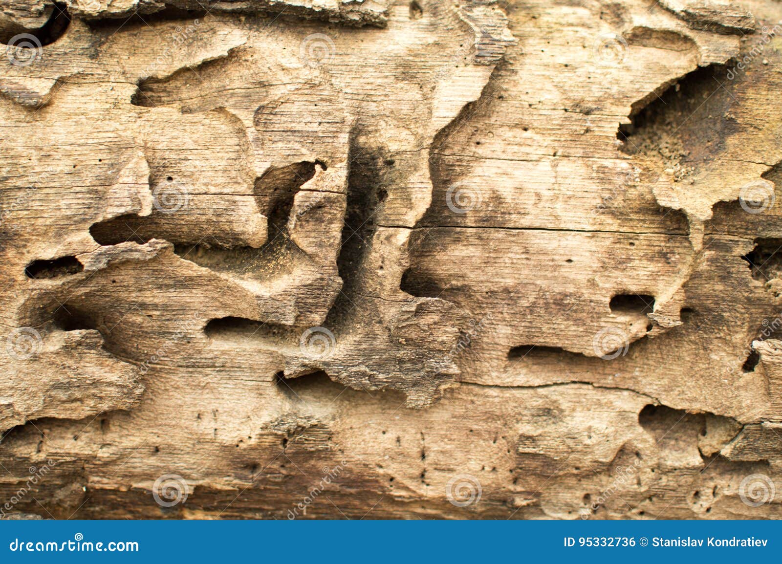 Old wood texture stock photo. Image of tree, forest, texture - 95332736