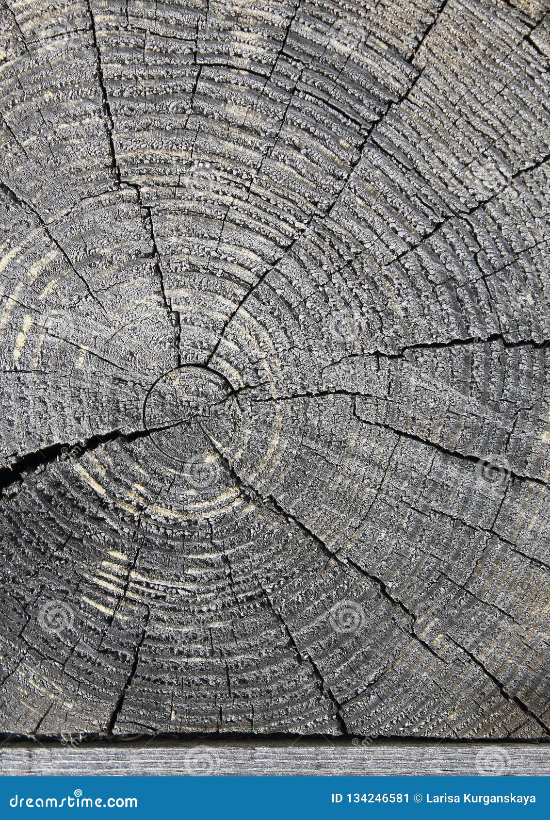 The Old Wood Texture with Natural Patterns. Cross-section of the Old ...