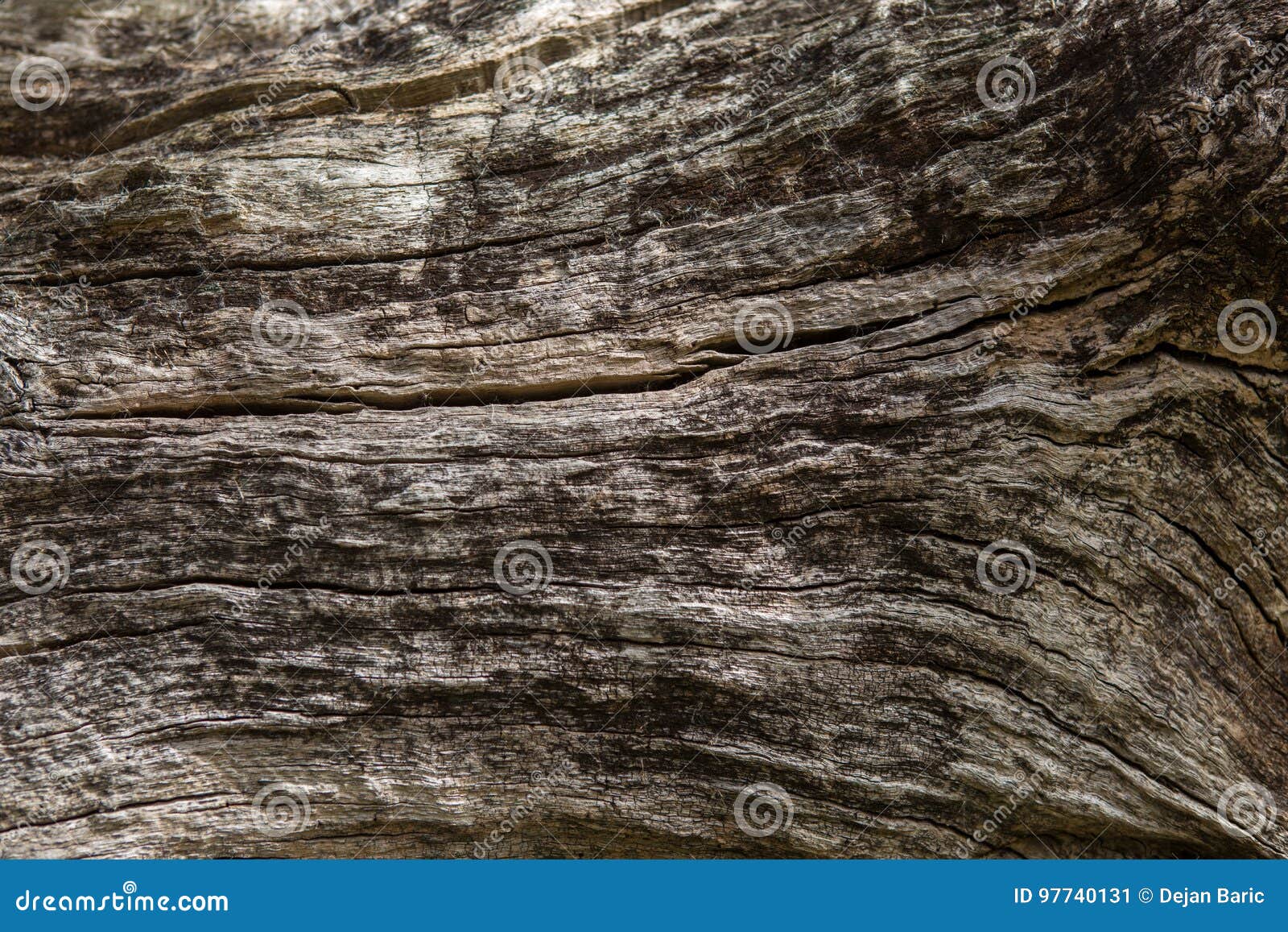 3,963 Old Wood Cortex Stock Photos - Free & Royalty-Free Stock Photos ...
