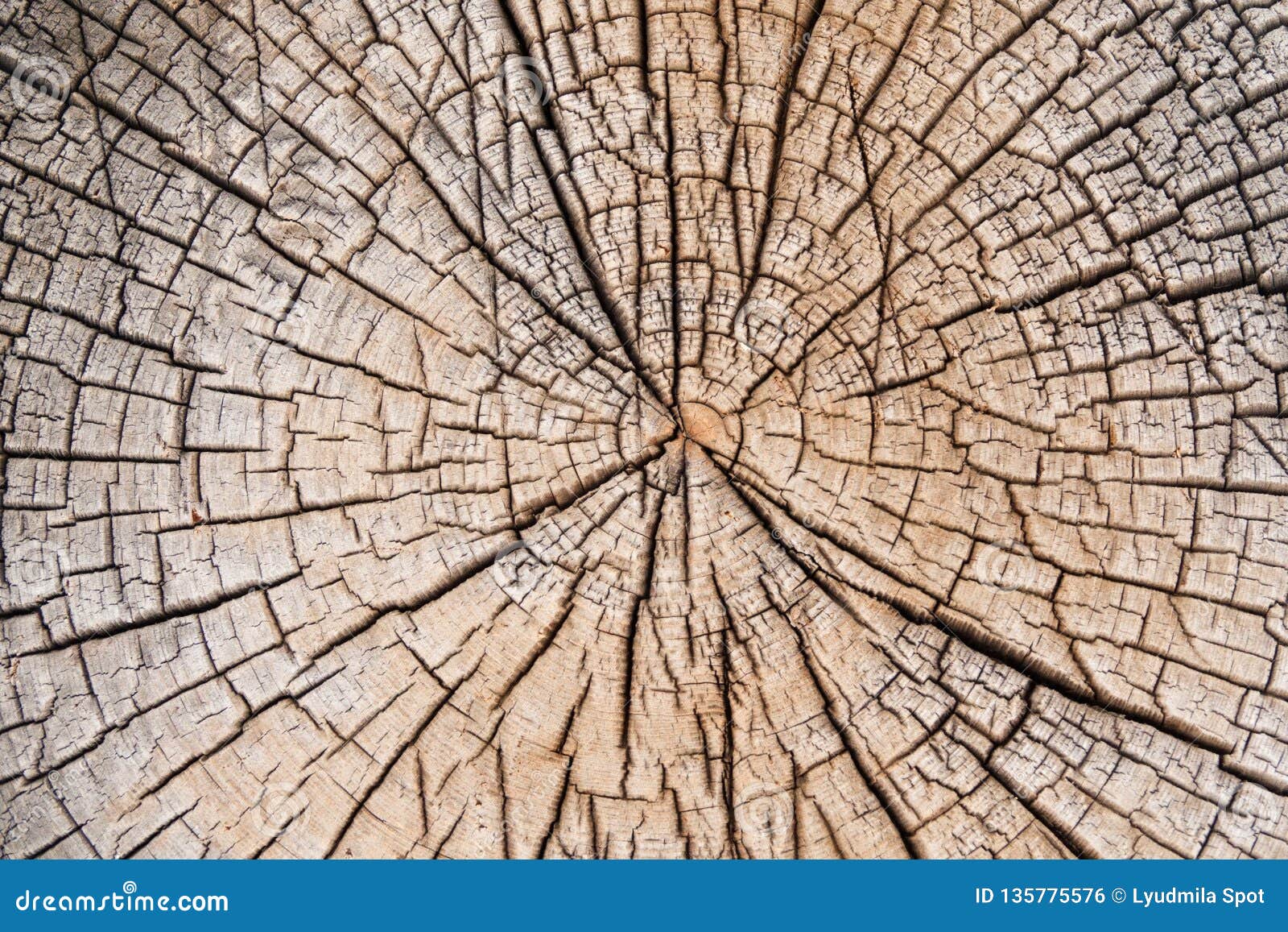 Old Wood Textured Macro Pattern Stock Photo - Image of sculpture ...