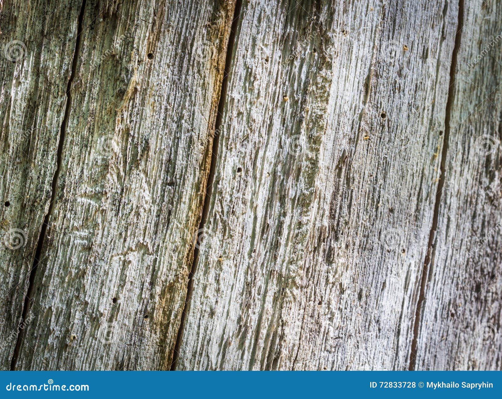 Old Wood Textures Tree in Forest Stock Photo - Image of pine, tree ...