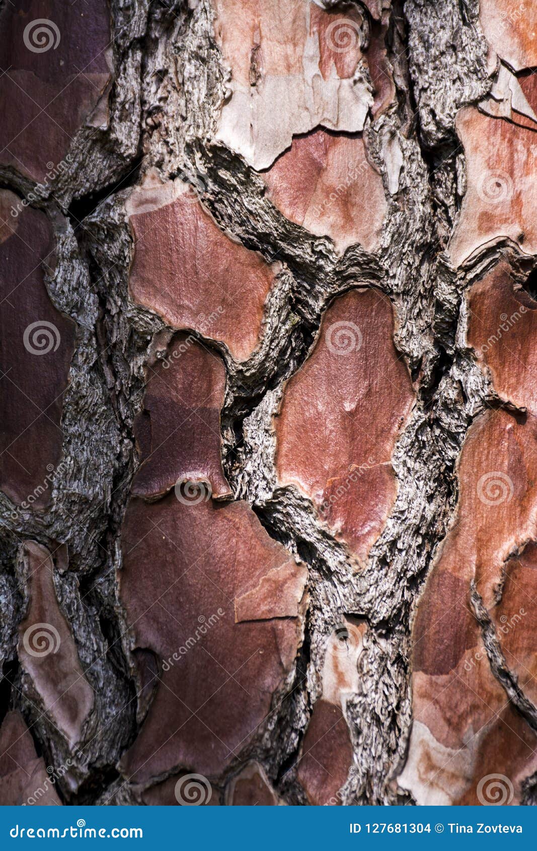Old wood tree bark stock photo. Image of moss, background - 127681304