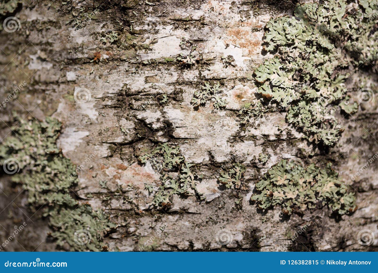 Old Wood Tree Bark Cortex Texture with Moss. Old Birch Tree. Selective ...