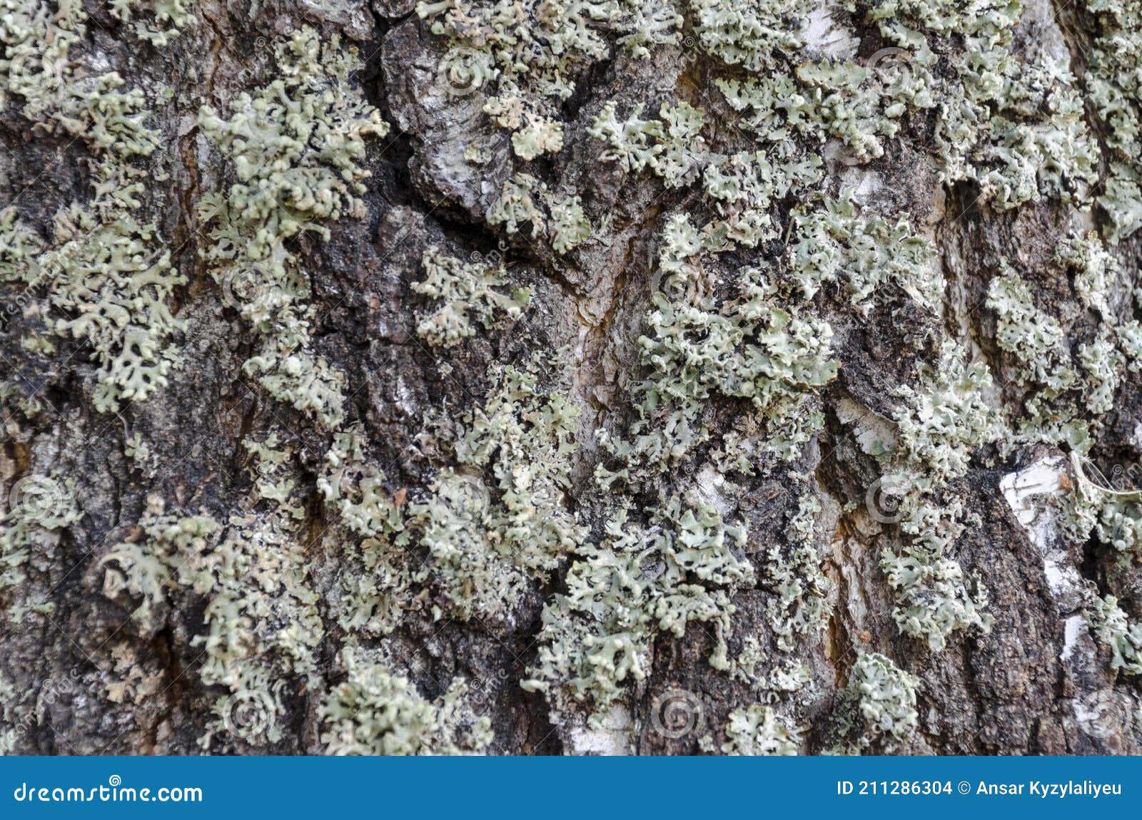Old Wood Tree Bark Cortex Texture with Moss. Old Birch Tree Stock Photo ...