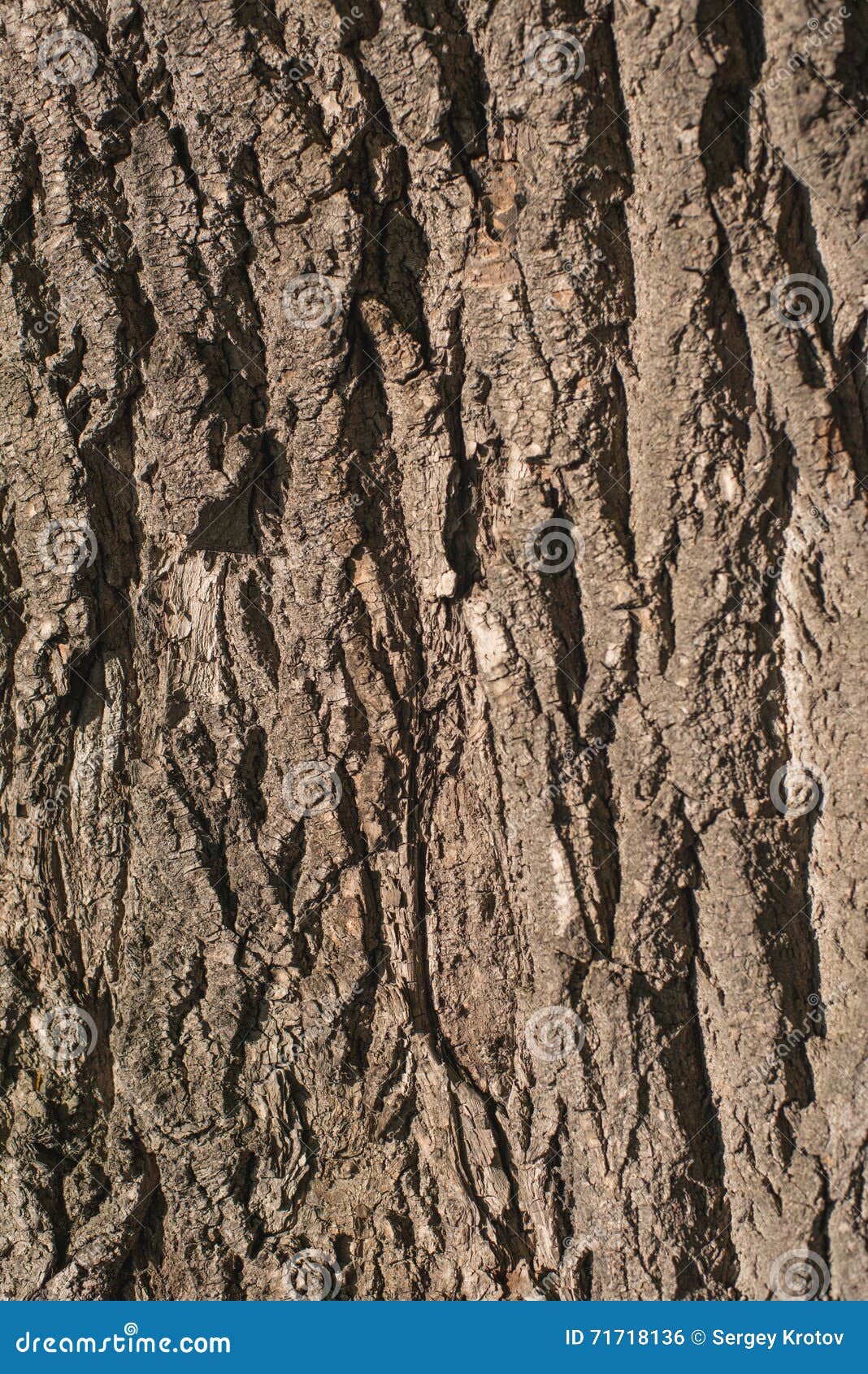 Old Wood Tree Bark Texture Background Pattern. Vertical Image Stock ...