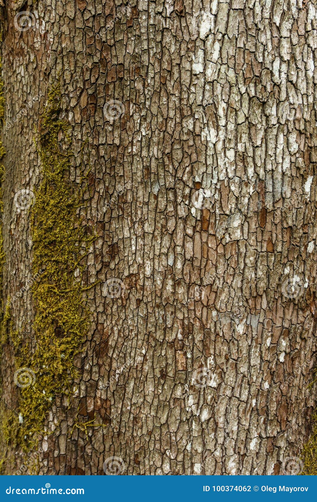 55,883 Old Wood Tree Branch Texture Stock Photos - Free & Royalty-Free ...