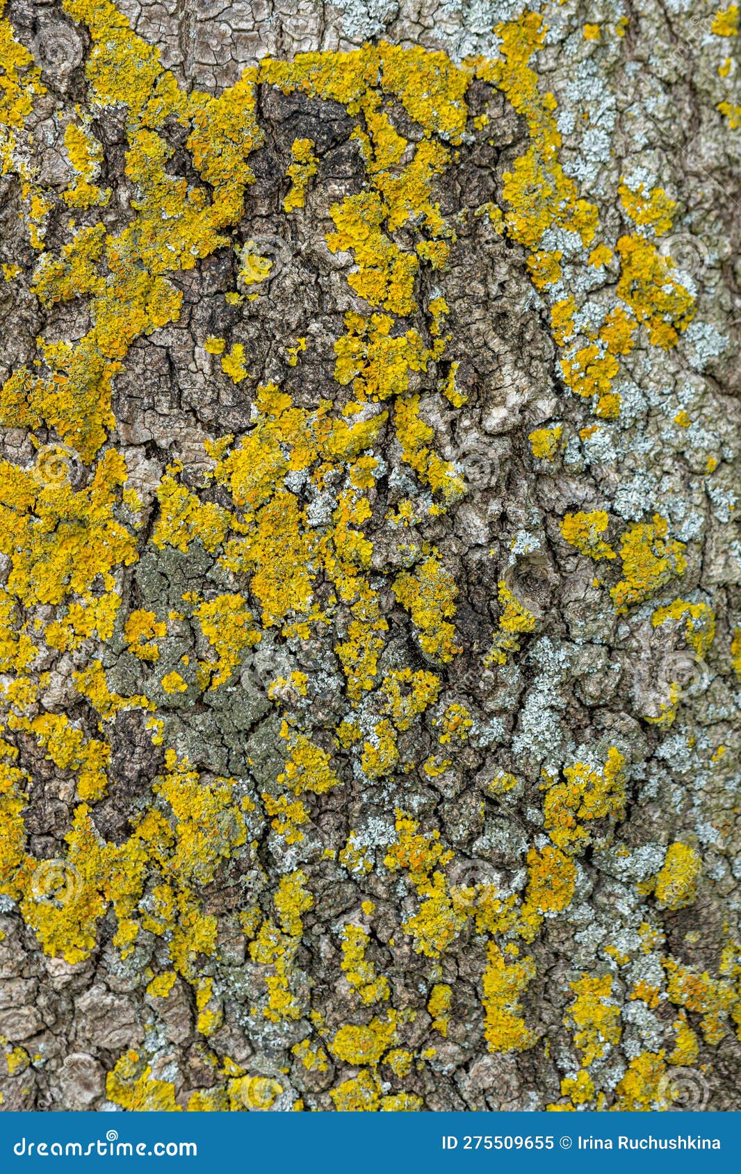 Old Wood Tree Bark Texture with Green Moss Stock Image - Image of wooden, large: 275509655