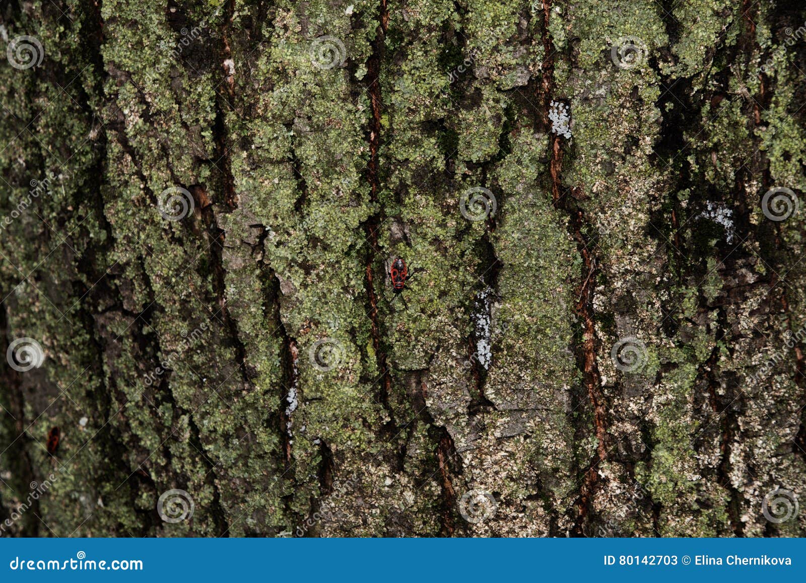Old Wood Tree Bark Texture with Green Moss. Bedbug-soldier on a Tree ...
