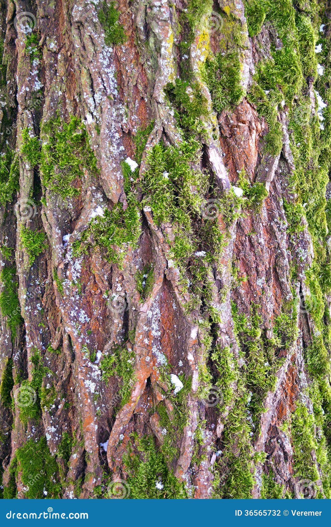 Old Wood Tree with Moss. Texture Background Pattern Stock Photo - Image ...