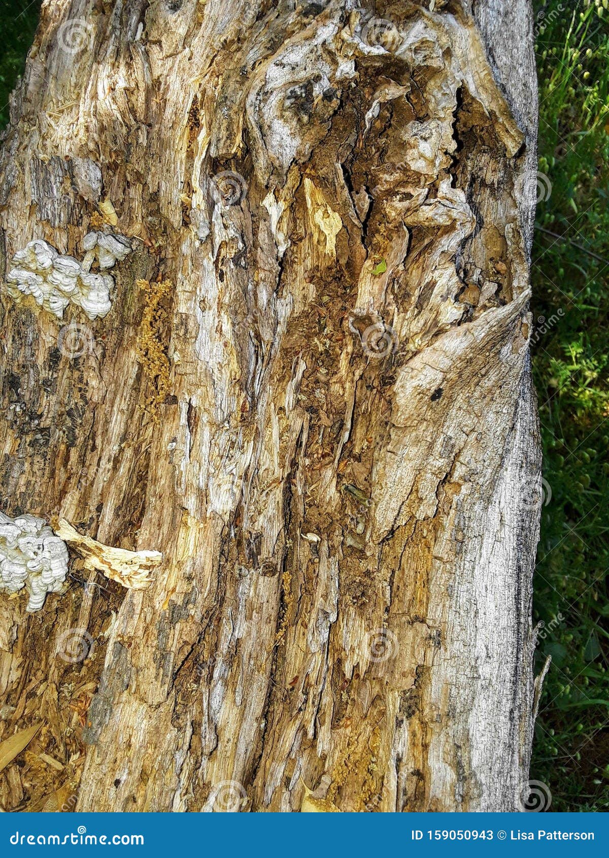 Old wood from a tree stock image. Image of wood, tree - 159050943