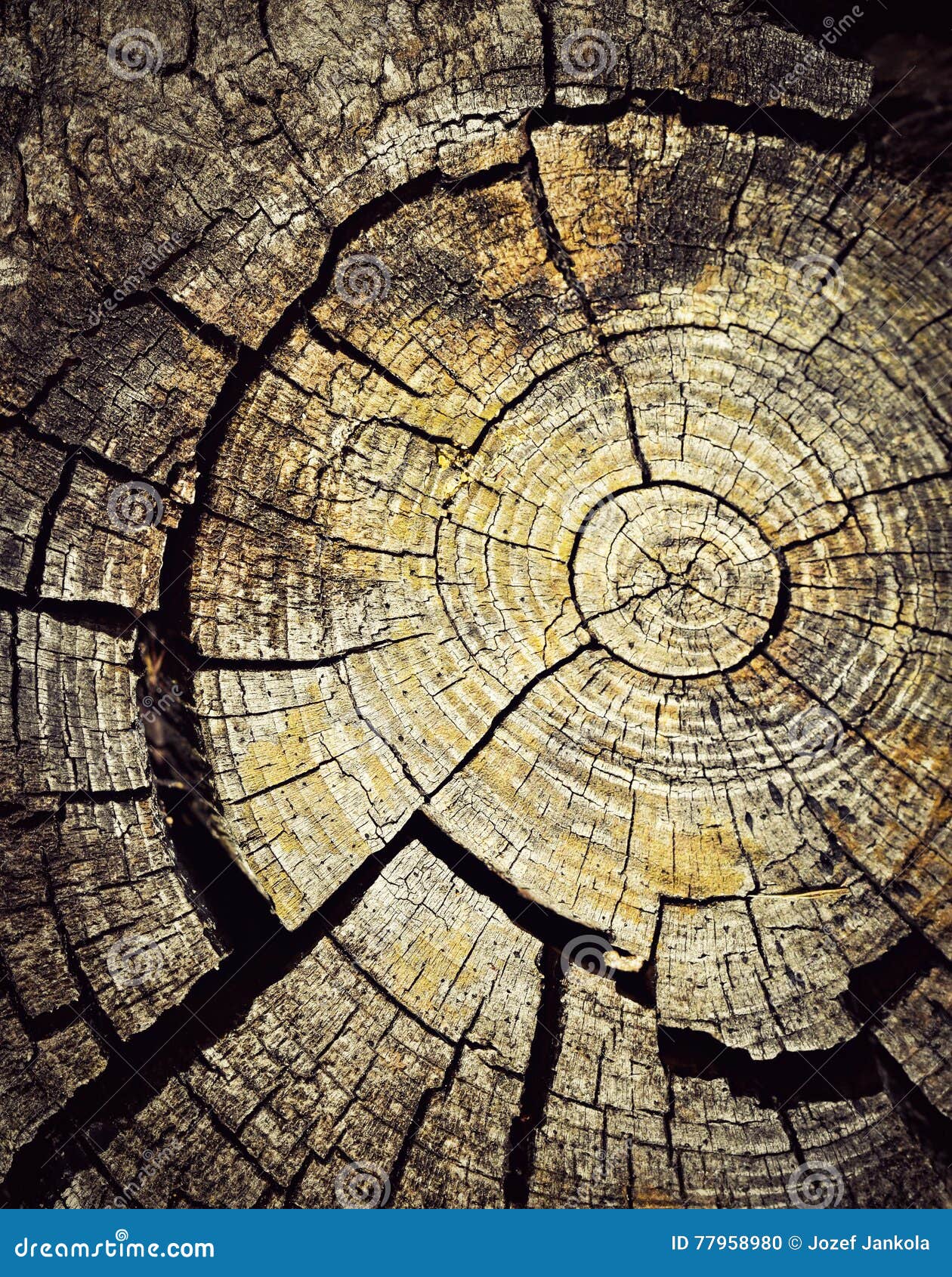 Old wood with tree rings stock photo. Image of tree, nature - 77958980