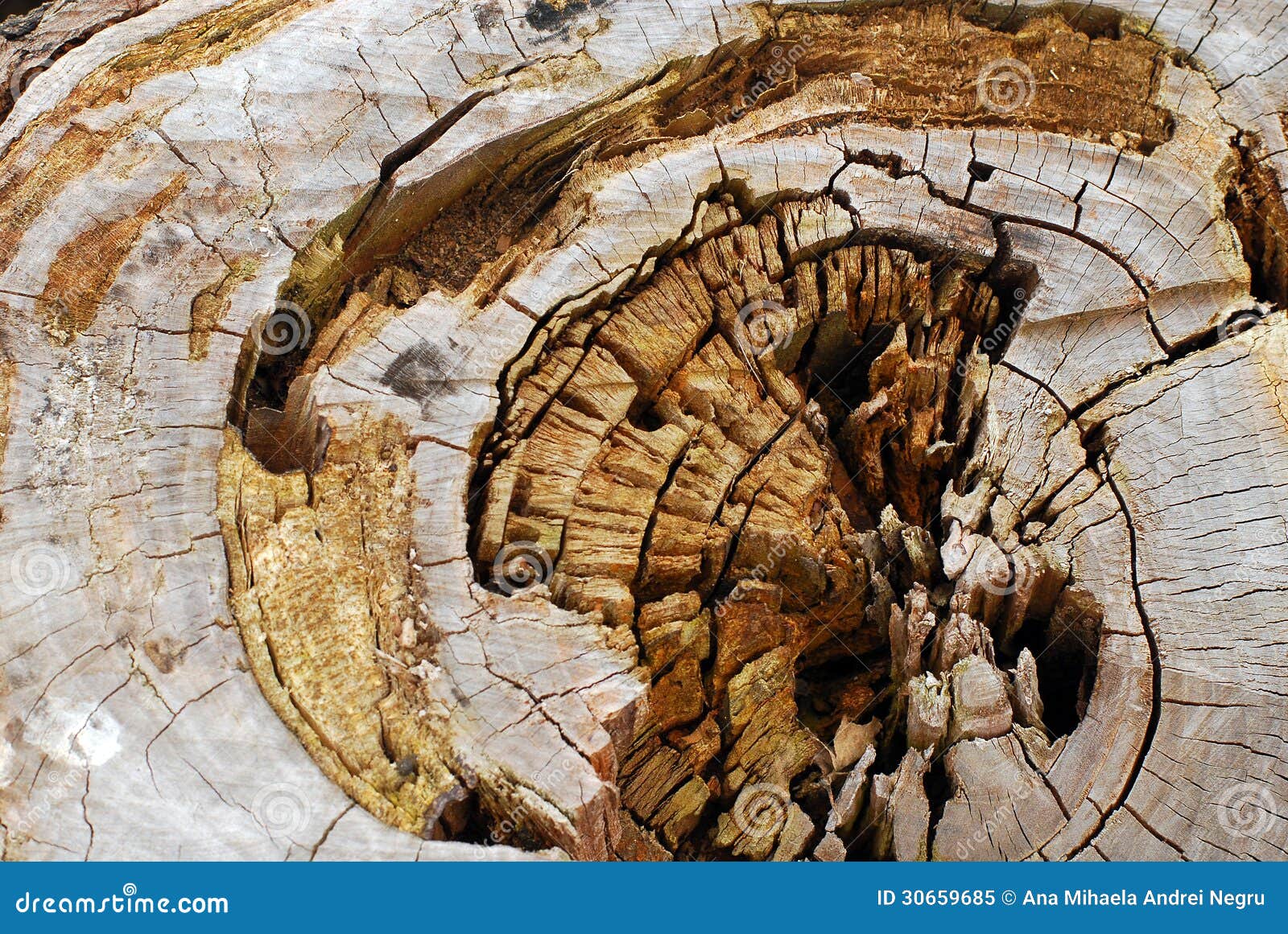 Old Wood Tree Rings Background Stock Image - Image of gold, ring: 30659685