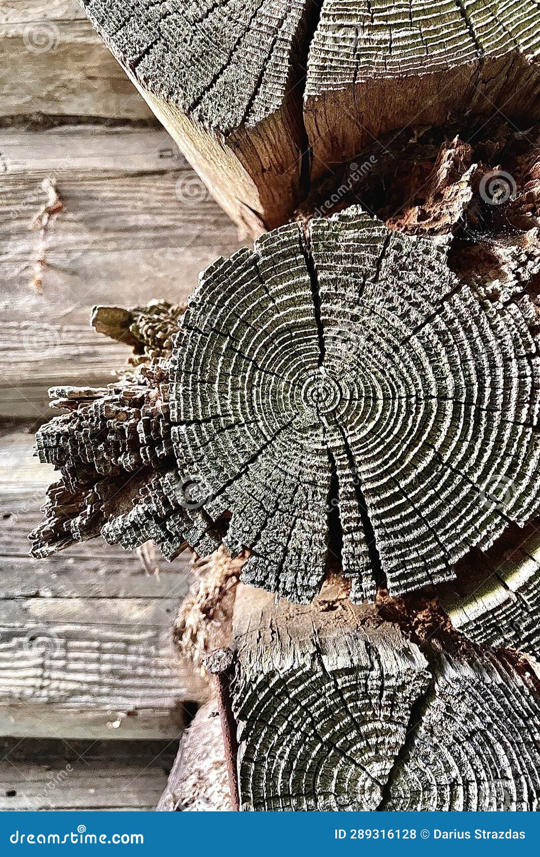 Tree rings stock photo. Image of flooring, font, circle - 289316128