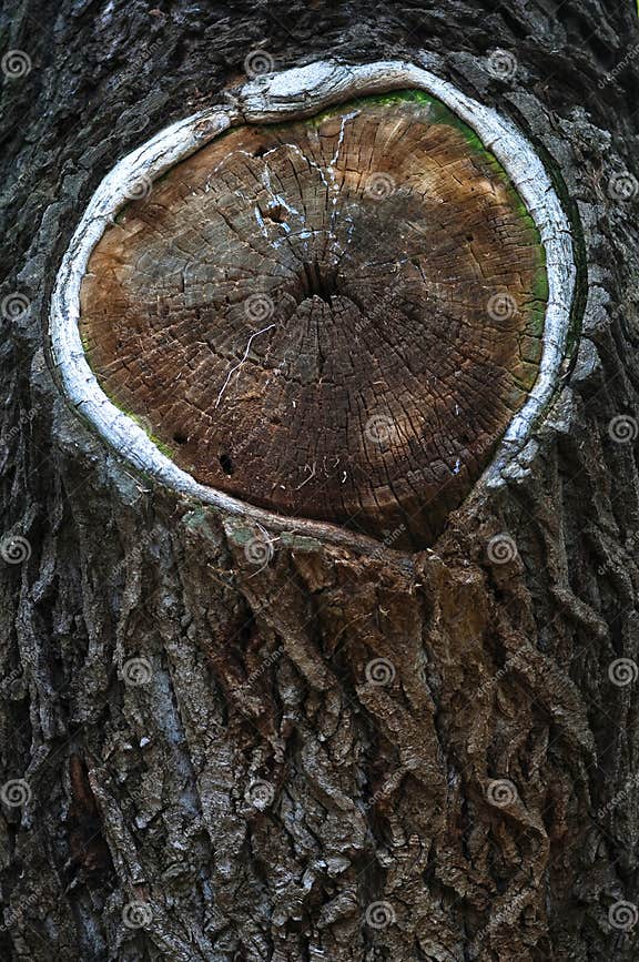 Old Wood Tree Rings Texture Stock Photo - Image of circle, circles ...