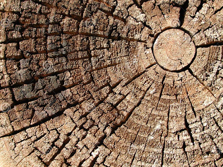 Old Wood Tree Rings Texture Stock Image - Image of circles, backgrounds ...