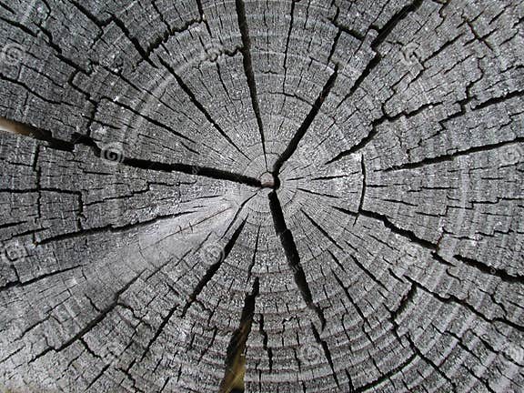 Old Wood Tree Rings Texture Stock Image - Image of pattern, crack: 90873