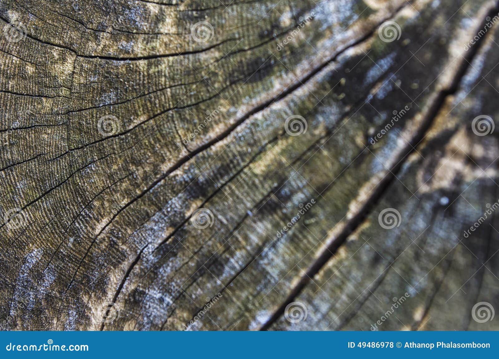 Old Wood Tree Rings Texture Stock Photo - Image of plant, texture: 49486978