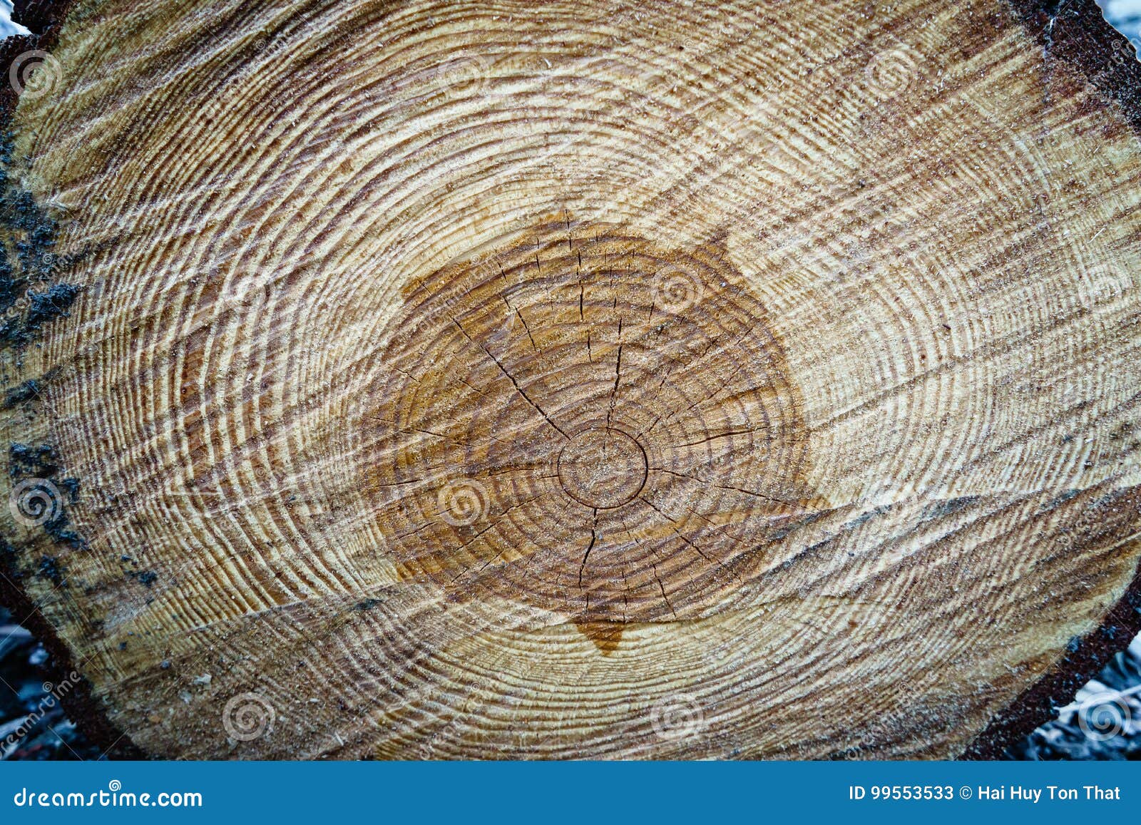Old Wood Tree Rings Texture Stock Image - Image of background ... Old Wood Tree Rings Texture Stock Image - Image of background ...