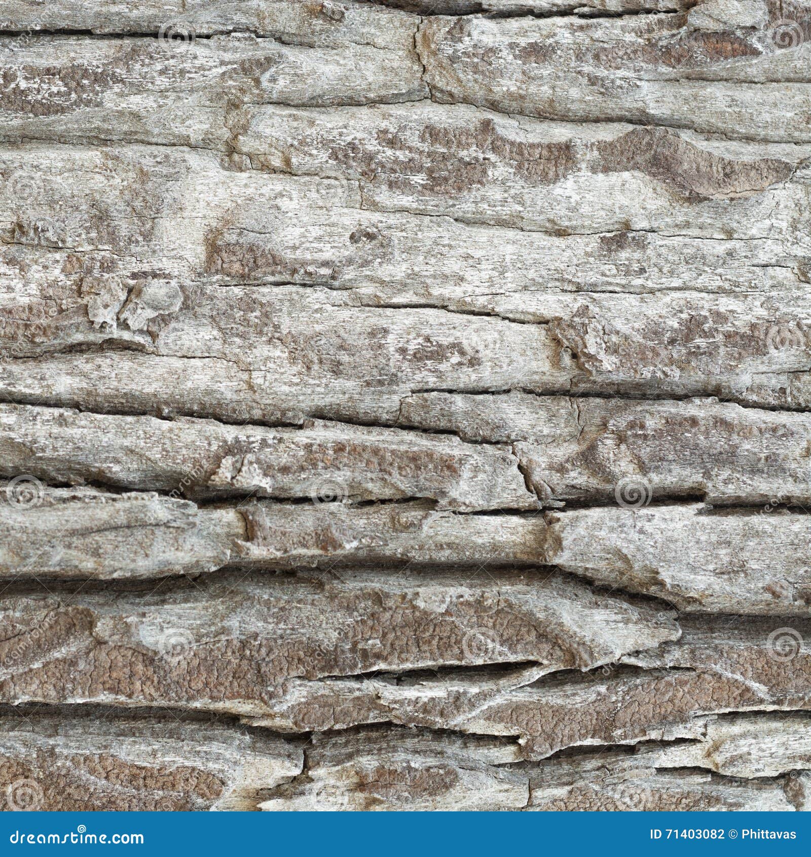 Old Wood Tree Texture Background Pattern Stock Photo - Image of ...