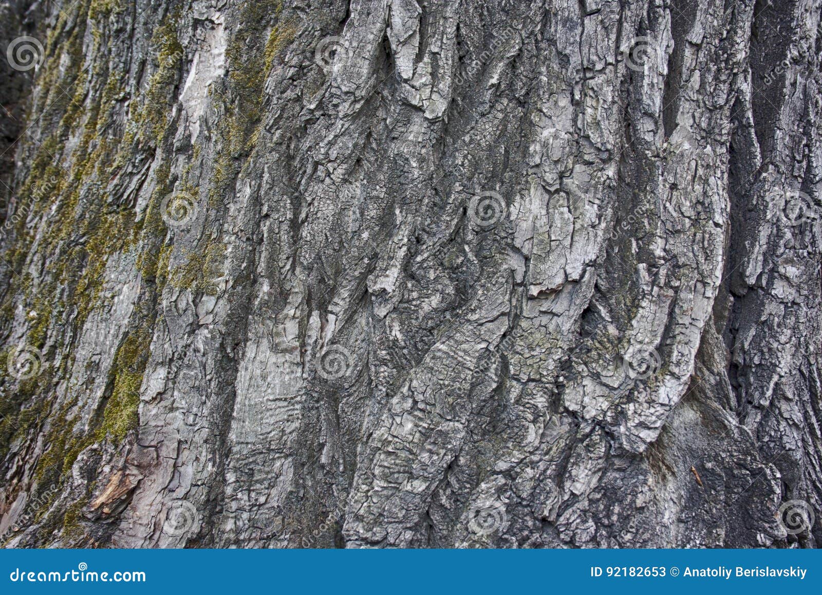 Old Wood Tree Texture Background Stock Image - Image of park, macro ...