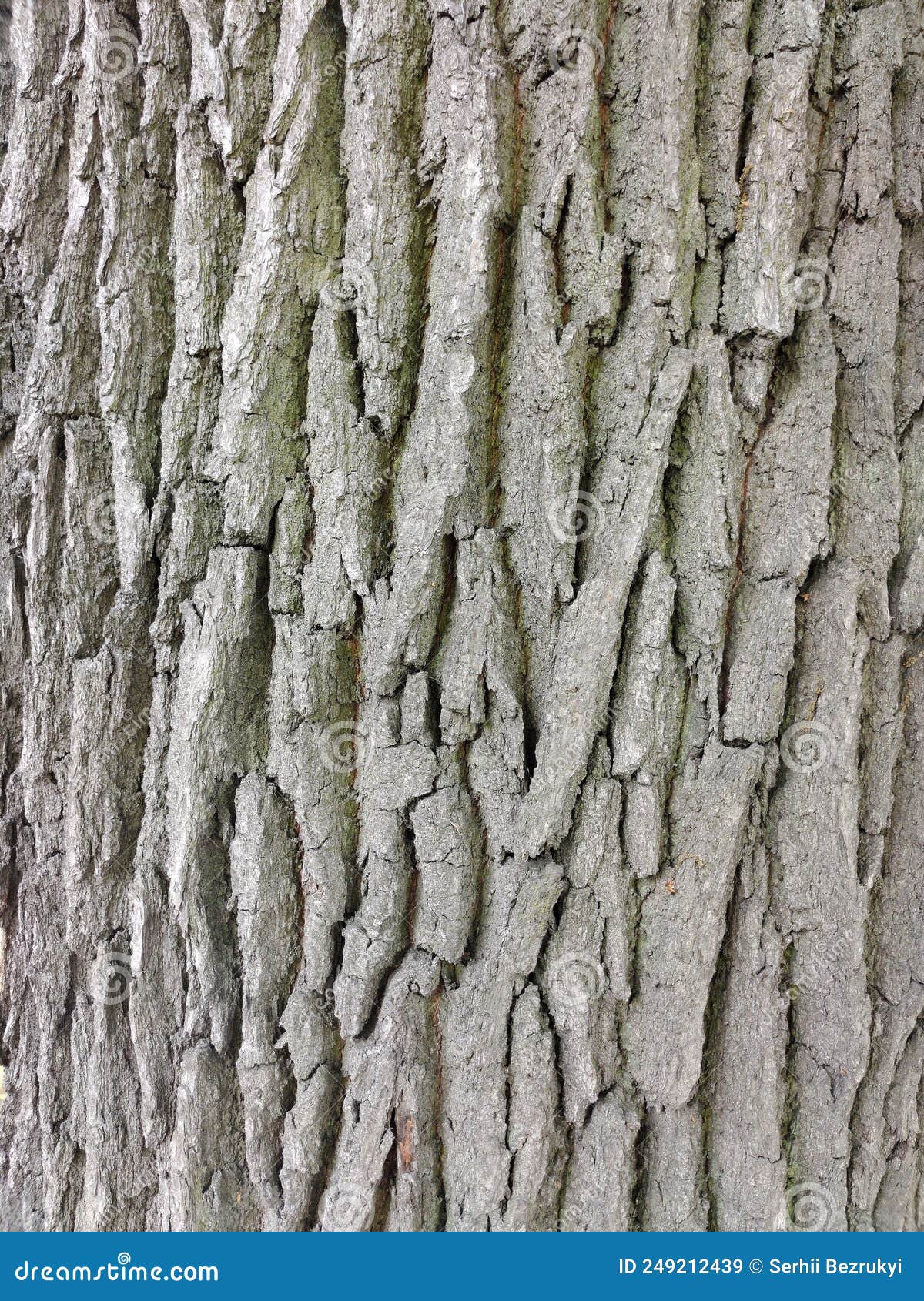 Old Wood Tree Texture Background Pattern Close-up Stock Image - Image ...