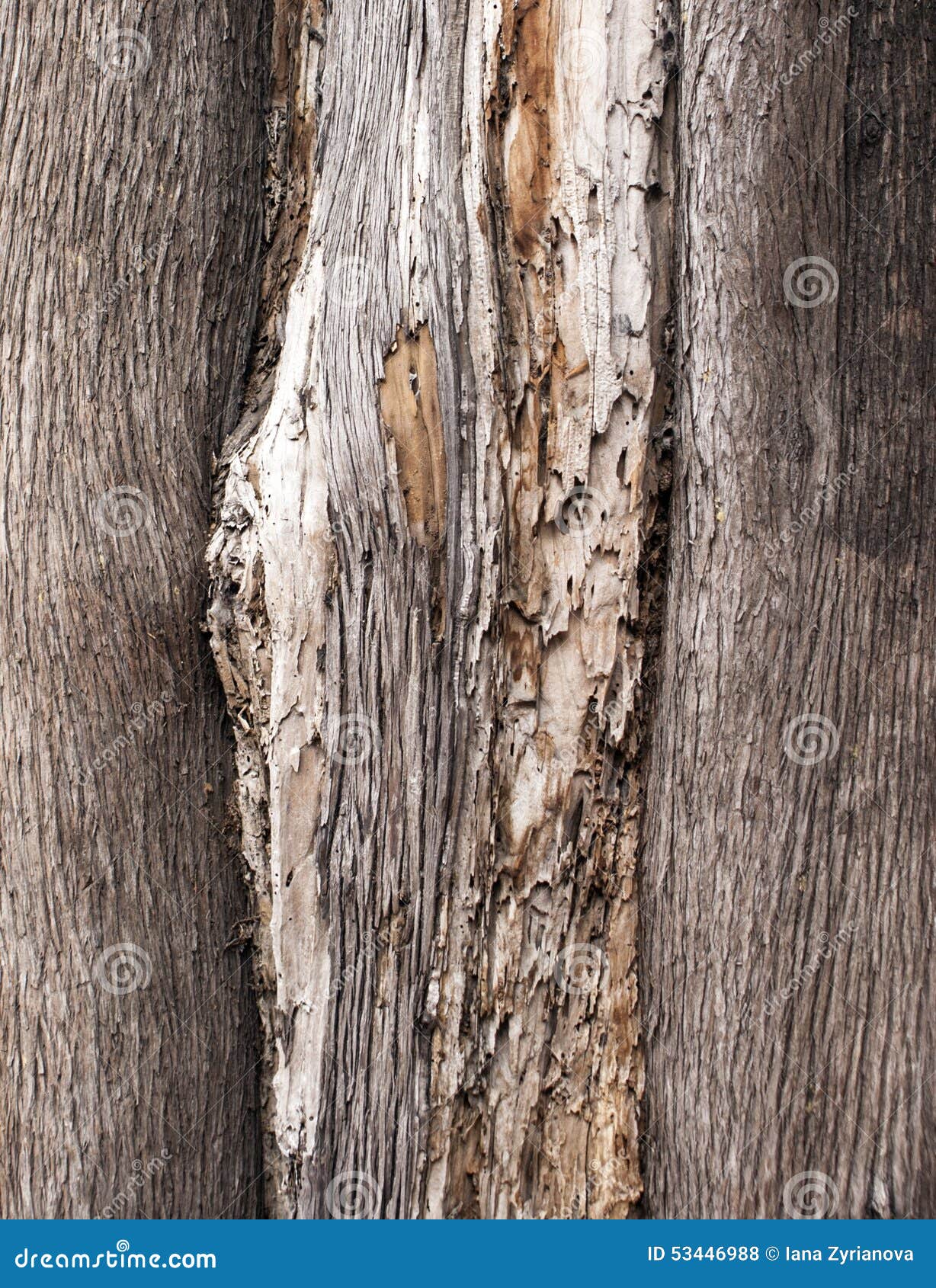 Old Wood Tree Texture Background Stock Photo - Image of pine, detail ...