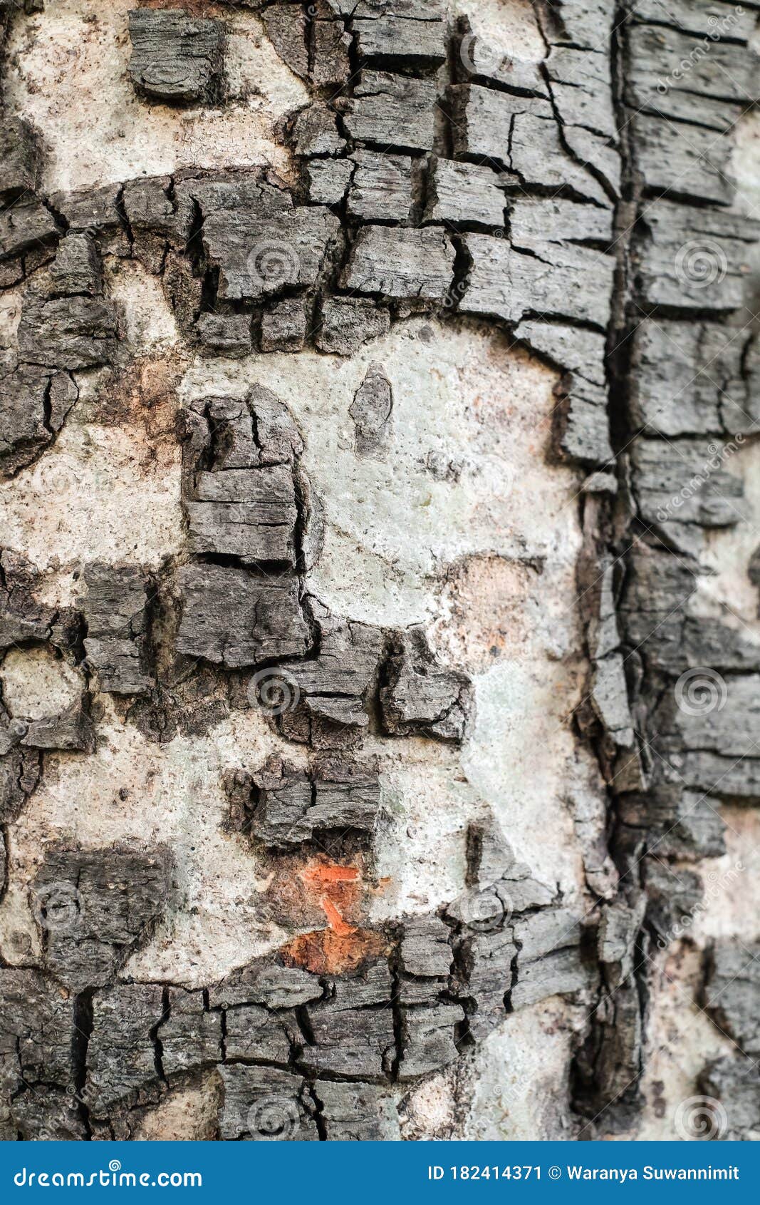 Old Wood Tree Texture Background Stock Image - Image of pine, abstract ...