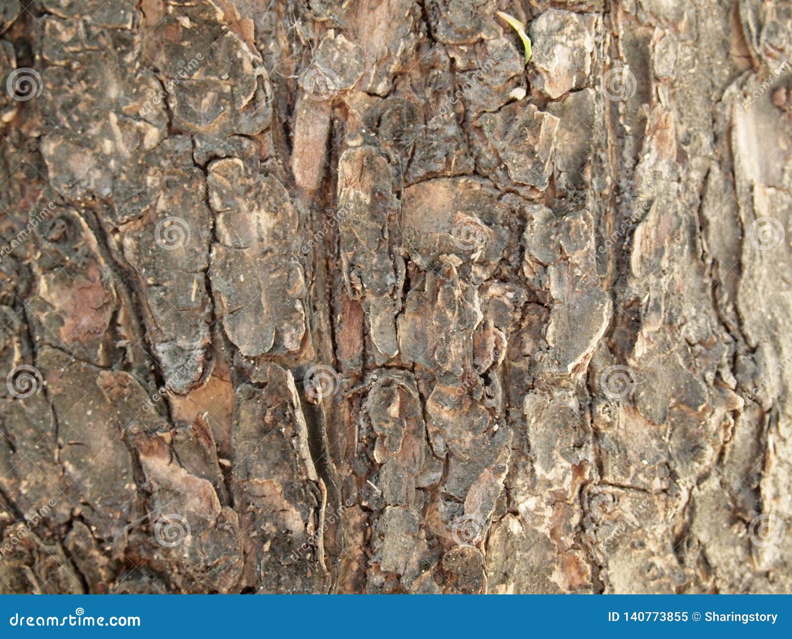 Old Wood Tree Texture Background Pattern Stock Image - Image of park ...