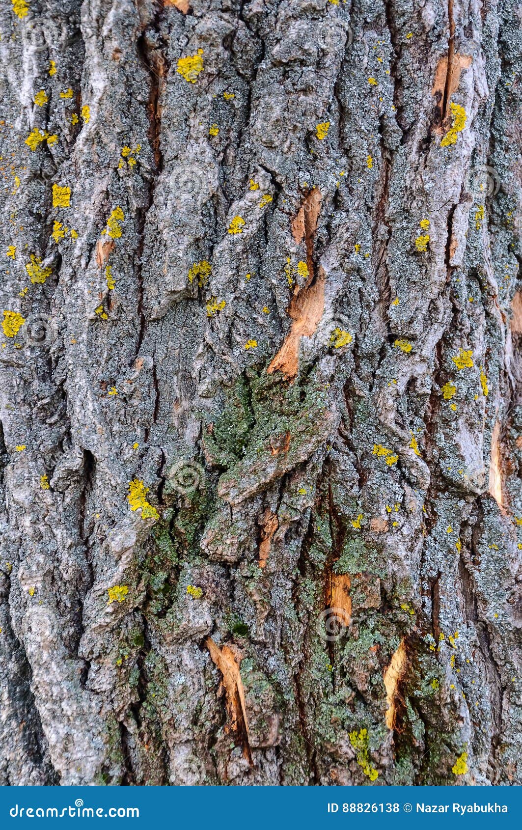 Old Wood Tree Texture Background Pattern. Wooden Background Stock Photo ...