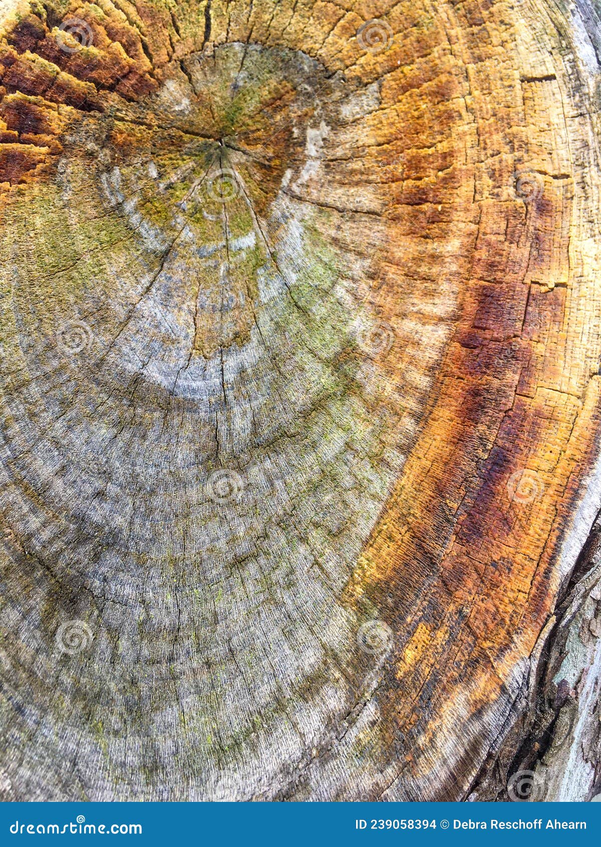 Old Wood Tree Rings Texture Stock Photo - Image of abstract, background ...