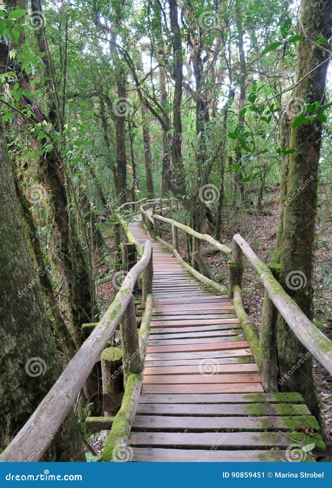 Old Wood Walking Path through the Jungle Stock Image - Image of asia ...