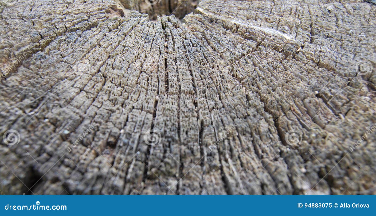 Old Wood stock image. Image of stump, natural, wooden - 94883075