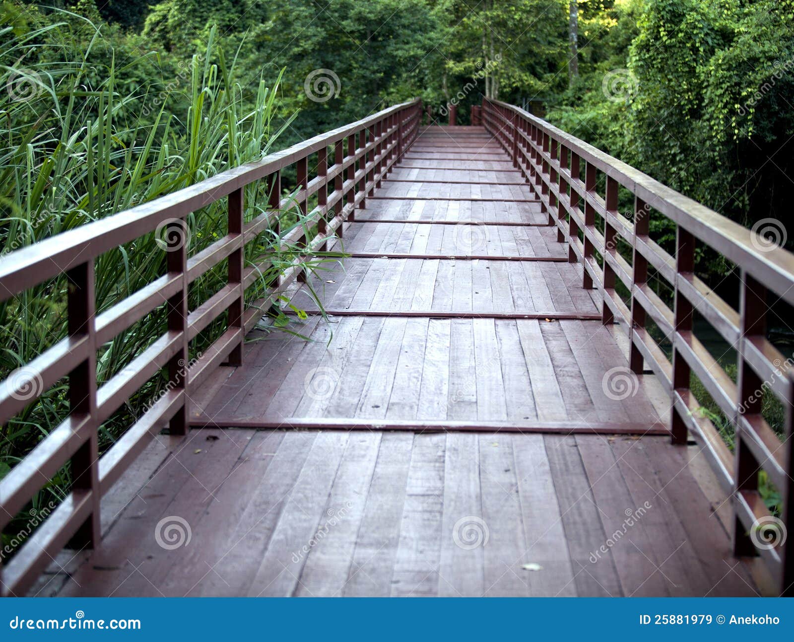 Old wooded bridge stock image. Image of foggy, fall, bush - 25881979
