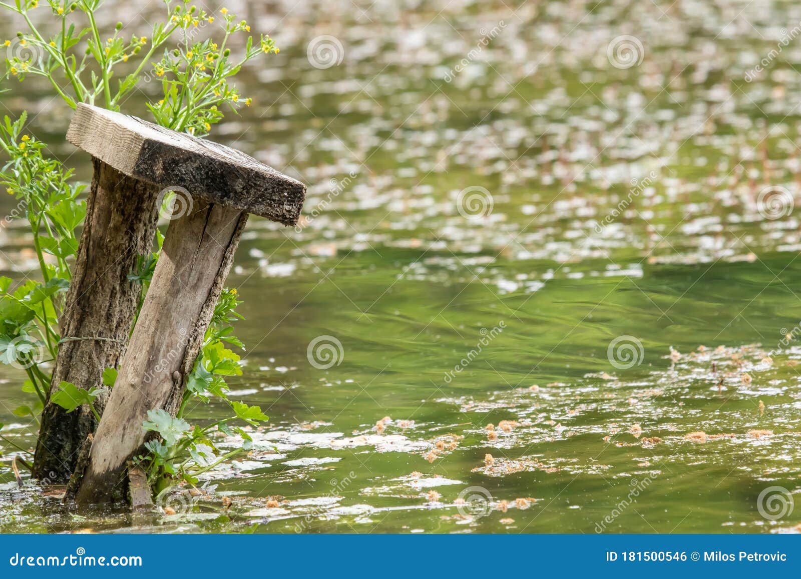 Old Wooden Bench in Water Background. Bench Covered with Weeds ...