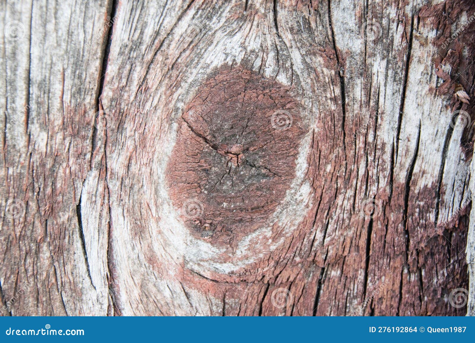 Cracks In The Wood. Cross Section Of The Tree. Texture. Time, Age. For ...