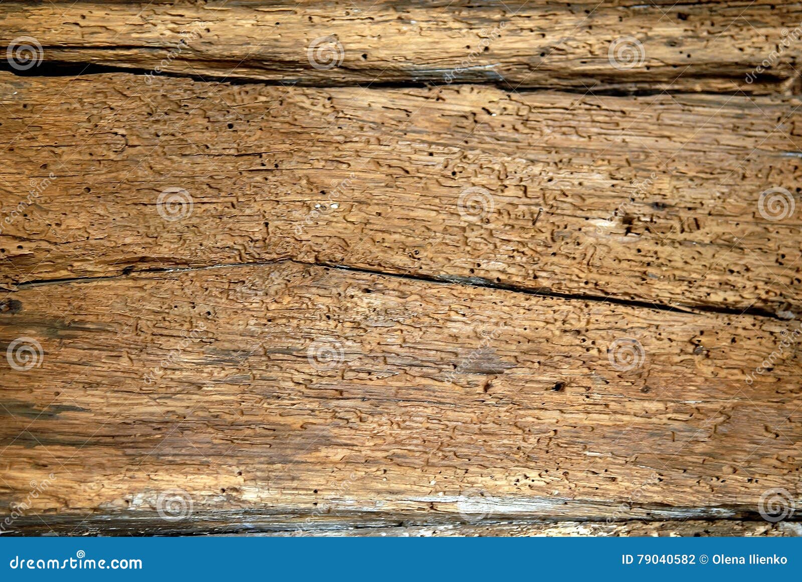 Old Wooden Boards Background Full of Shipworm Holes Stock Photo - Image ...