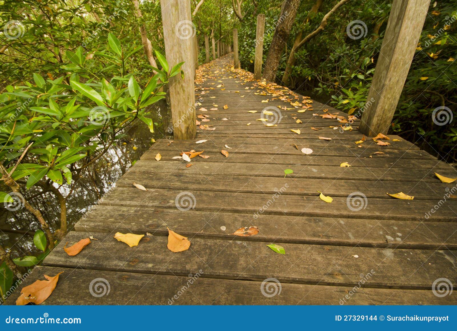 Old wooden bridge stock photo. Image of botanical, branch - 27329144