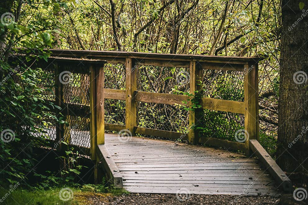 Old Wooden Bridge in the Forest Stock Photo - Image of outdoors, garden ...