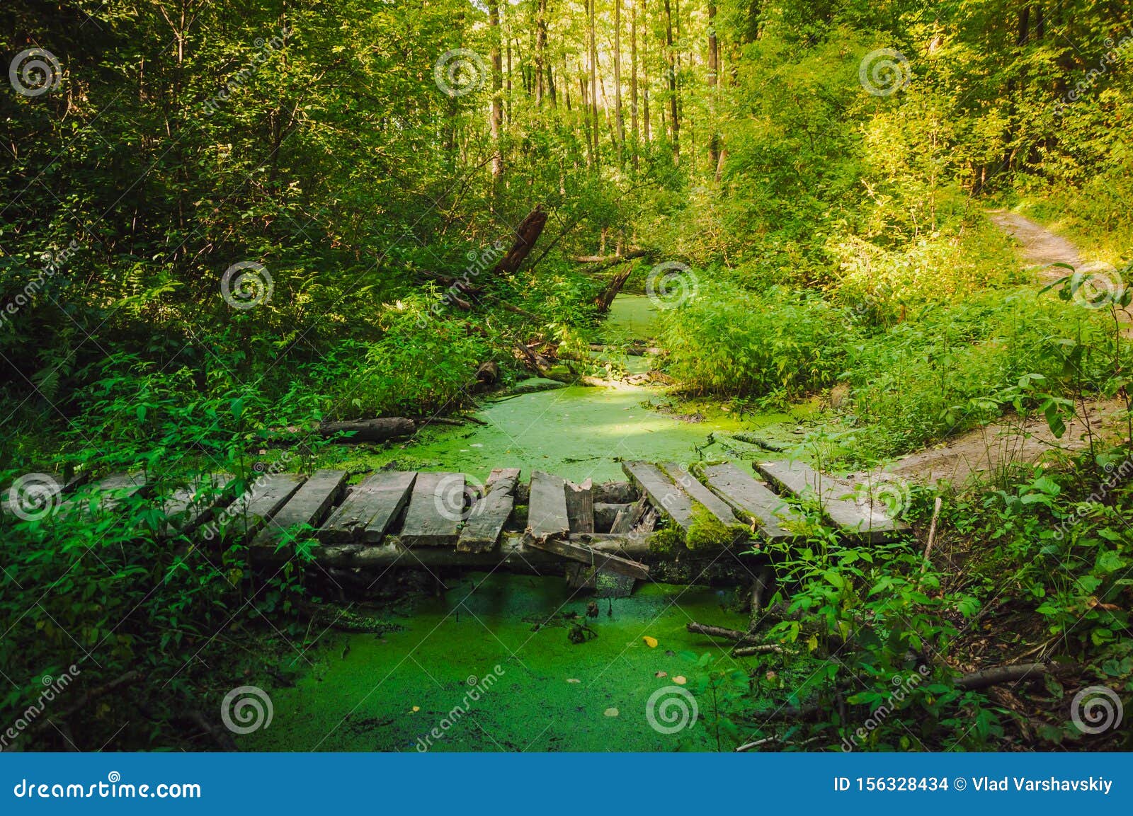 Old Wooden Bridge Over a Forest River in Duckweed at Sunset Stock Photo ...